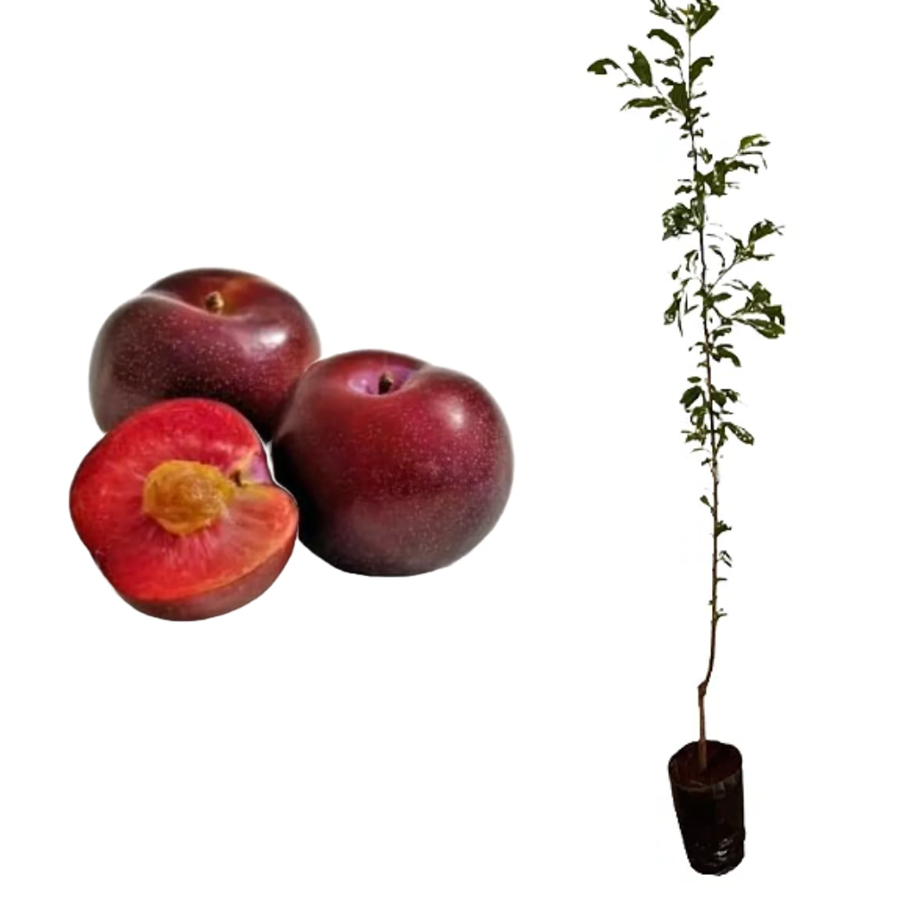 Muda de Ameixa Pluma 7 - Enxertada